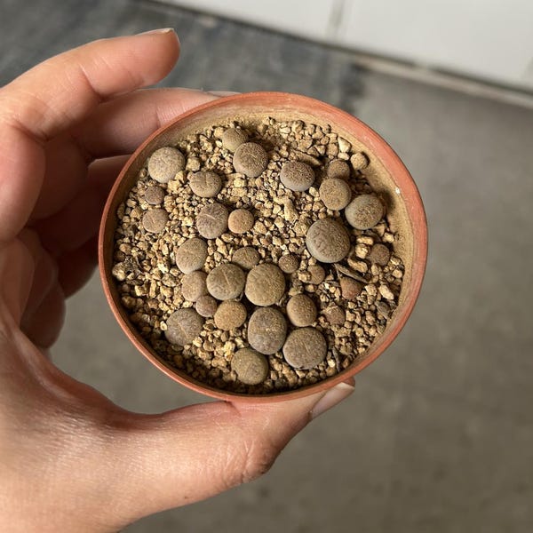Over Thirty Lithops Deboeri in a 3 Inch Pot - Etsy