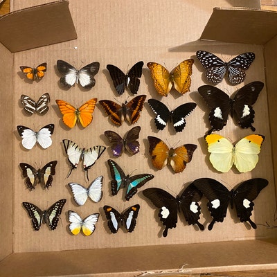 10-100 UNSPREAD RANDOM Butterflies Pack Lot Real Mixed Species Tropical ...