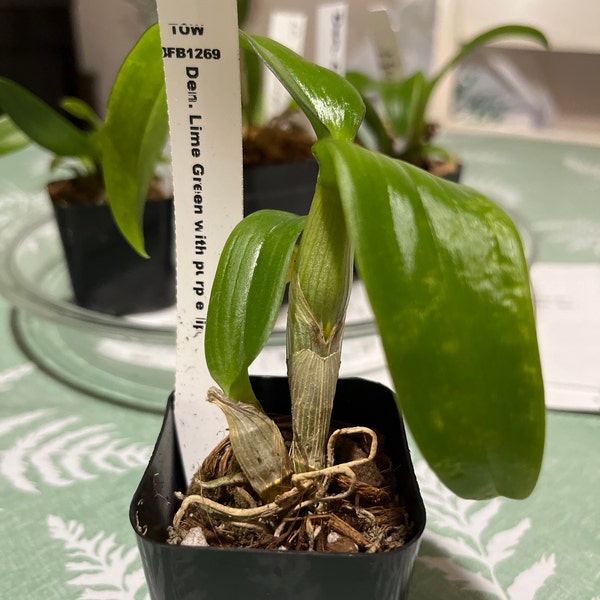 BOX Special of (2) Assorted Dendrobium Intermediate Starter Orchid ...