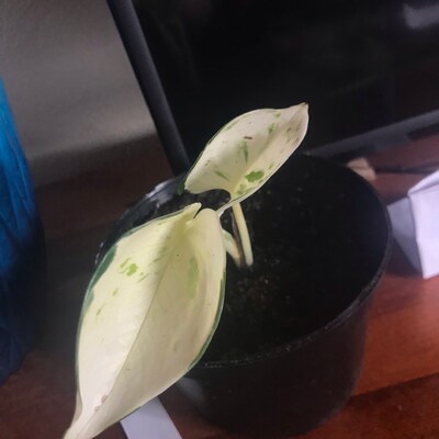 Rare Epipremnum Harlequin RARE Super White Cultivar of Epipremnum ...