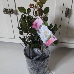 Happy Retirement Rose Bush Gift Wrapped Help A Colleague or - Etsy UK