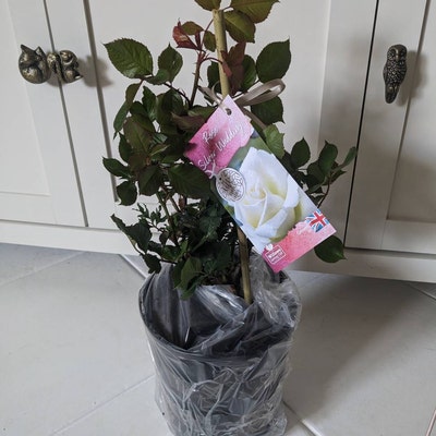 Happy Retirement Rose Bush Gift Wrapped Help A Colleague or - Etsy UK