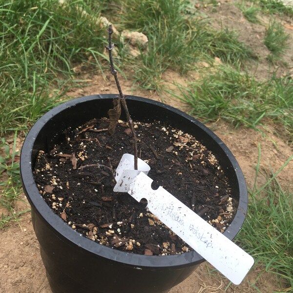 TUNDRA HASKAP Honey Berry PLANT, Live Food Plants, Fast & Easy to Grow ...