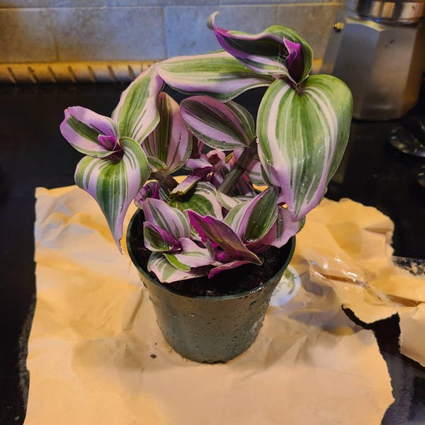 Tradescantia Bubblegum Nanouk Plant - 4 Inch Pot - Optional Decorative ...