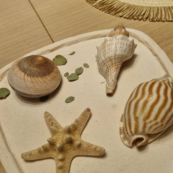 Tibia Spindle Sea Shells White Tibia Shell Long Pointy Shells Shabby ...