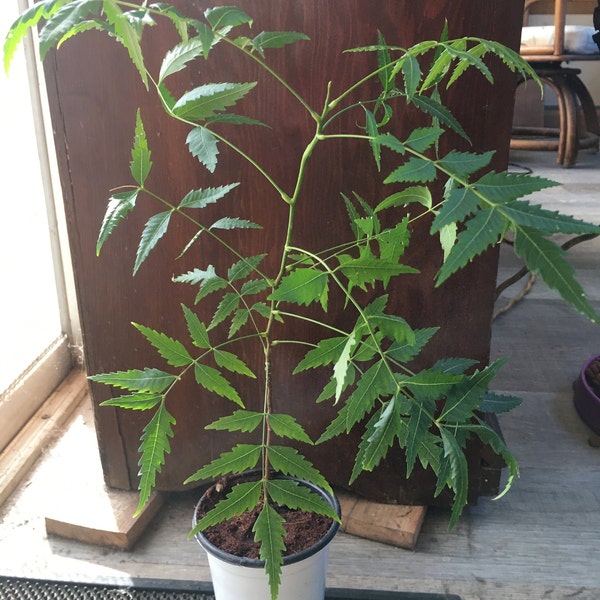 Medium Neem Tree (azadirachta Indica), Medium Size (8.5" to 12.5 ...