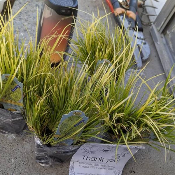 Acorus Gramineus 'minimus Aureus' | Dwarf Golden Sweet Flag, Evergreen ...