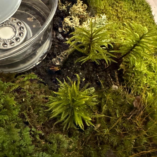 Live Frog Moss Mood Moss Pads - Dicranum for Terrarium or Vivarium ...