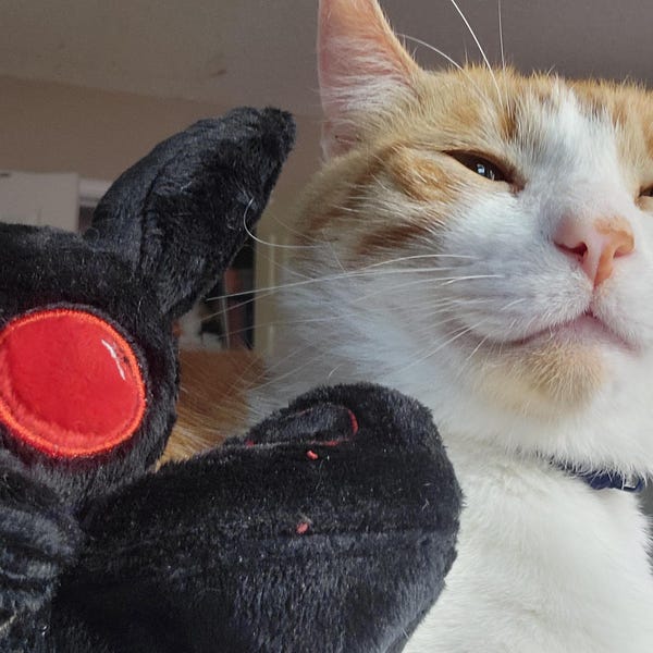 Pop Cat Meme Plush Keychain - Etsy