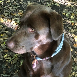 Dog Collar and Leash Made of PPM Rope | Etsy