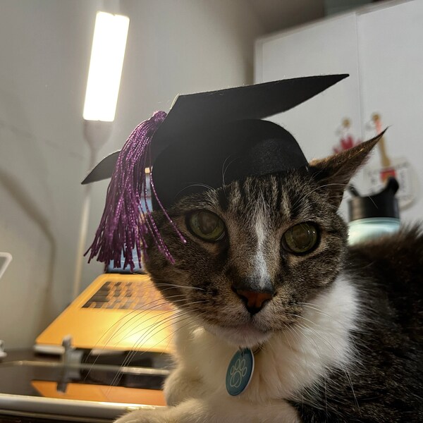 Graduation Cap Cat Hat for Your Cat FREE SHIPPING! Add-on Custom Tassel ...