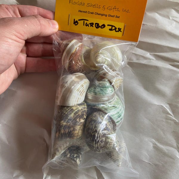 100 Mexican Flat Scallop Shells Seashells Large 3 Crafts Coastal Beach ...