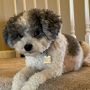 Dog Tag, Square Dog Tag, Brass Dog Tag, Pet ID Tags, Personalized Dog ...