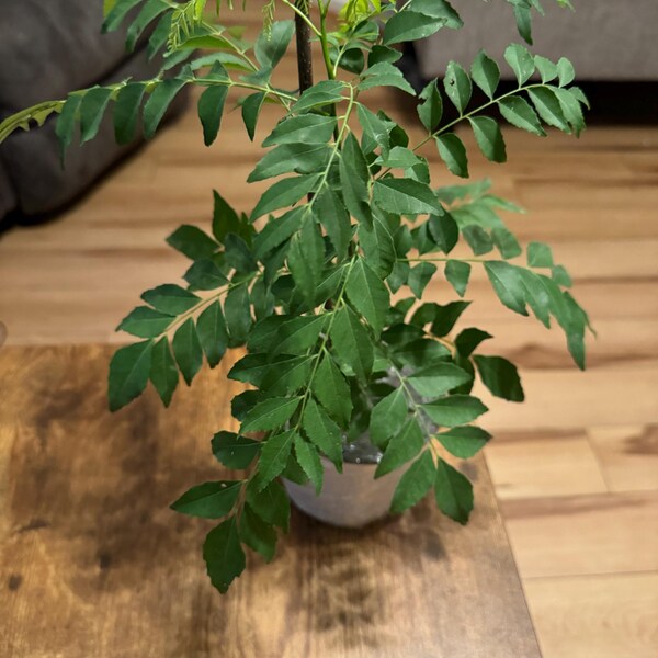Parijatha Plant in Half-gallon Pot | Coral Jasmine | Harshringar ...