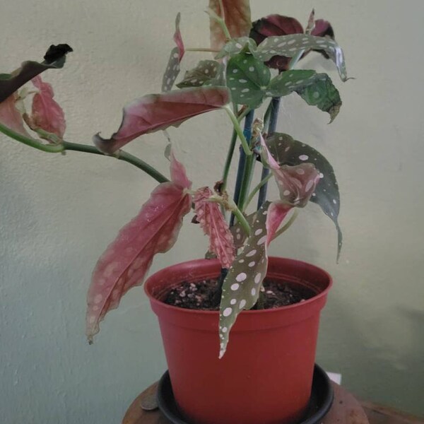 The 6 Inch Pot - Raspberry Beret, Begonia Rex, Painted-leaf Winter ...