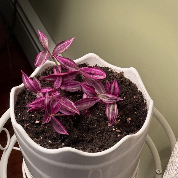 Tradescantia Bridal Vail ~ Tiny White Flowers ~ Easy Houseplant ~ Rare ...