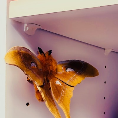 Rosey Maple Moth, Moth Figurine, Decoration, Needle Felted, Realistic ...
