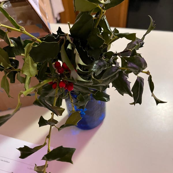 Delicious Shiitake Mushrooms From Tree Logs 有机香菇 - Etsy