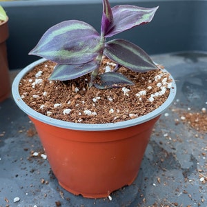 X3 / X2 Trailing Variegated Nepeta Plug Plants for Hanging - Etsy UK