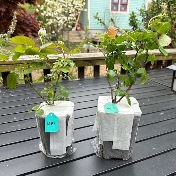 Masora マソラ 真宙 Japanese Rose Super Lovely Big Flowers Heat Resistance ...