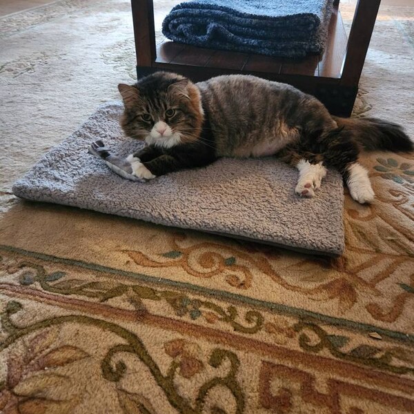 Window Sill Cat Pad/ 8 Sill Pad - Etsy