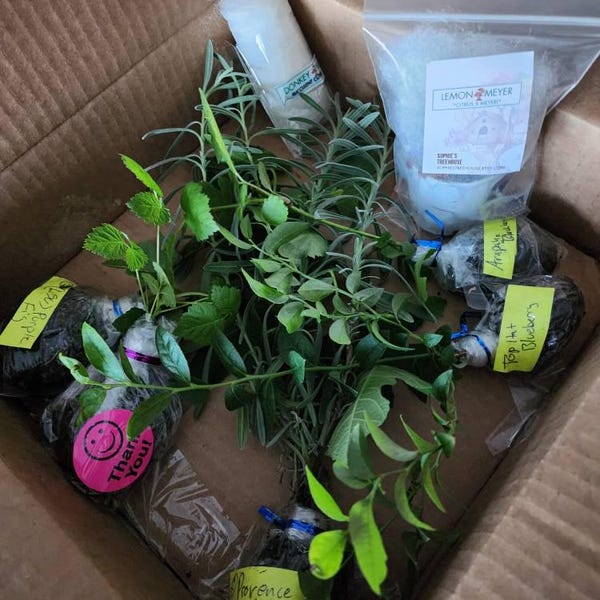 Lemon Baby Tree Starter Plant - Meyer Seedlings, Home Grown, Yellow ...