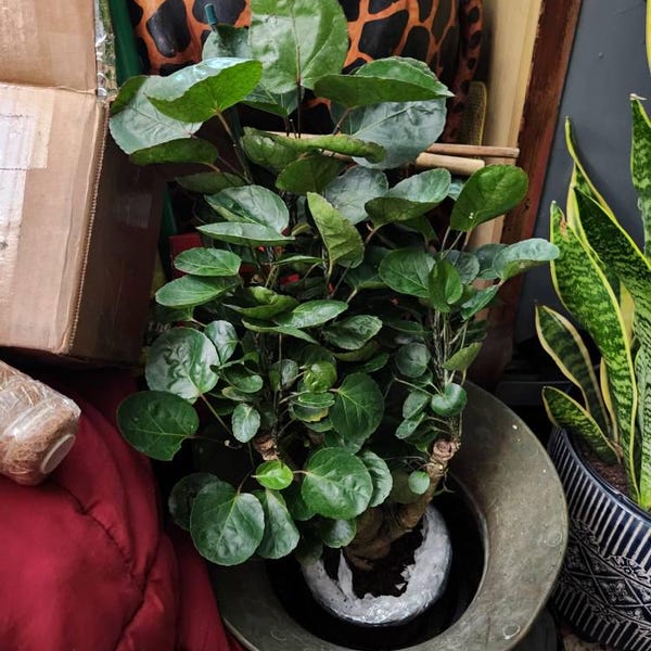 Aralia Fabian Stump 6" Pot - Etsy
