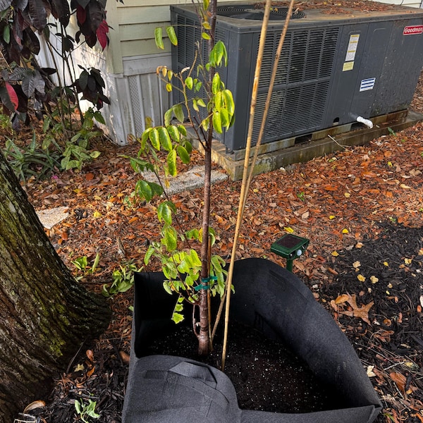 Albizia Julibrissin 'e.h. Wilson'- Mimosa Wilson - 2 to 3 Feet Tall ...