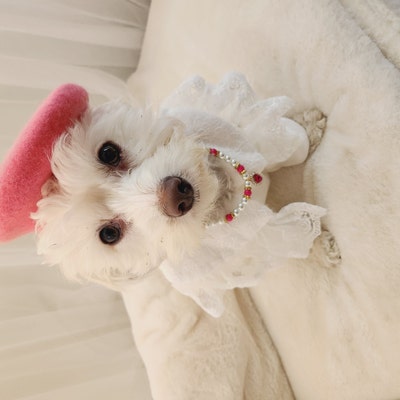 French Beret Hat, Hat for Dog, Dog Hat, Dog Beret, Dog Costume, Pet ...