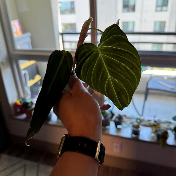 Syngonium Erythrophyllum 'llano Carti Road' Black Rooted Starter Plant ...