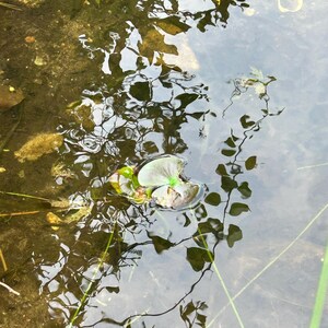 Carex Lurida Shallow Sedge Bareroot Wetland Restoration Live Plant ...