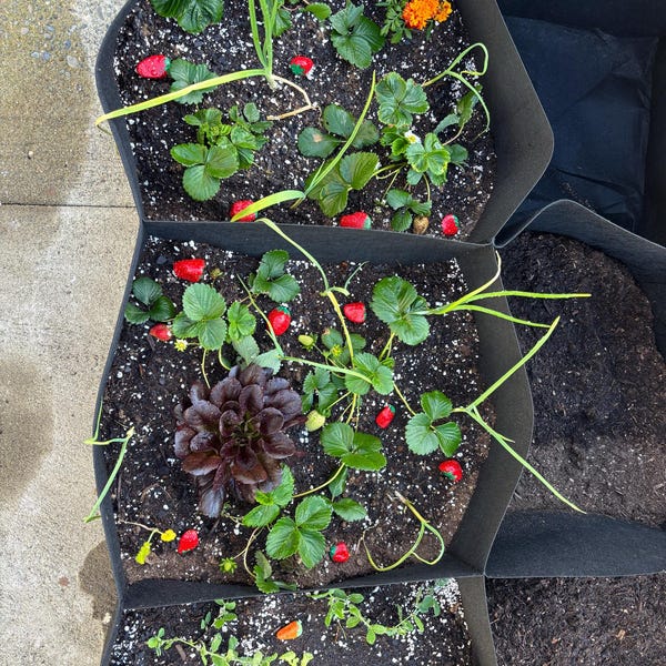 Pastel Cone Trees, Mini Trees, Pom-pom Trees, Christmas, Easter ...