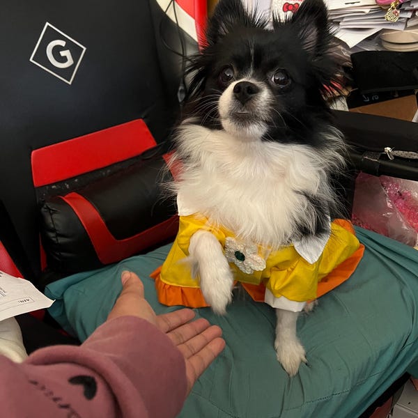 Bowser From Super Mario Pet Dog Costumes Sizes XS to XL - Etsy