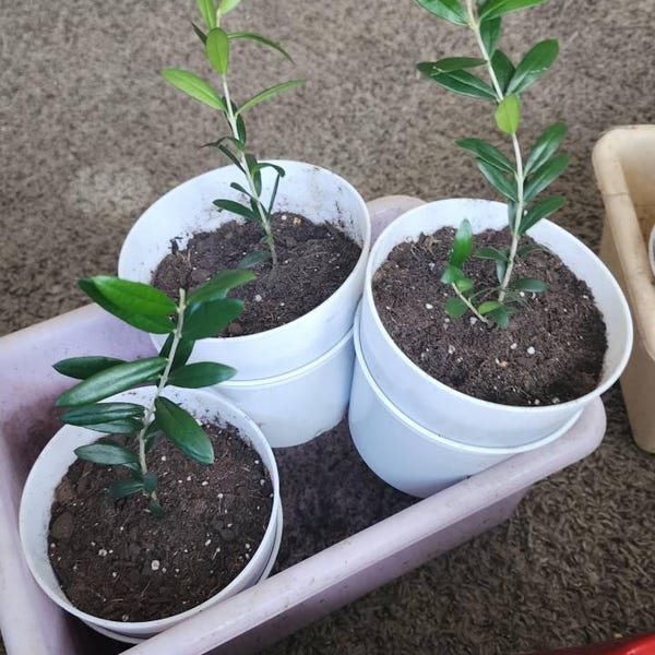 3 Arbequina Olive Starters, 3-4 Inches, Well Rooted - Etsy