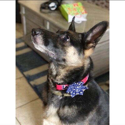 Handmade Duck Collar. Coco Collar. Green and Brown Jacquard Ribbon. for ...