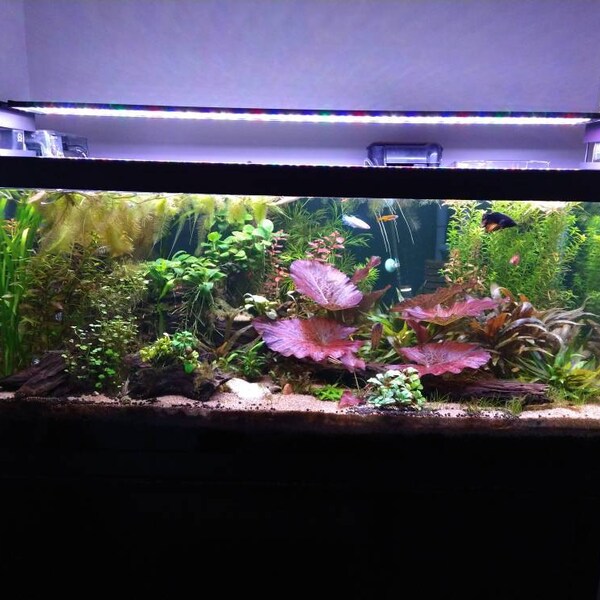 Hygger Advanced Light Riser, Attractive Stable Elevated Stand, Quality ...