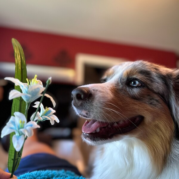 Wind Waker - Zelda Planter 6 1/4 IN. - Dragon Roost Island - PORCELAIN ...