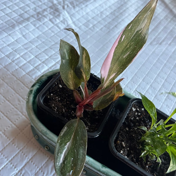 Pink Princess Philodendron TC Starter Plant all Starter Plants Require ...