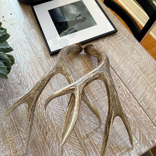 Natural Mule Deer Antlers. FRESH Finds, ANY SIZE. Crafting. Decor ...