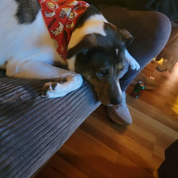 Ohio State OSU Dog Bandana - Etsy