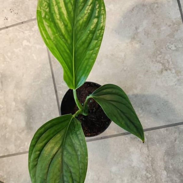 Monstera Peru | Live Indoor & Outdoor Tropical Houseplant | Home and ...