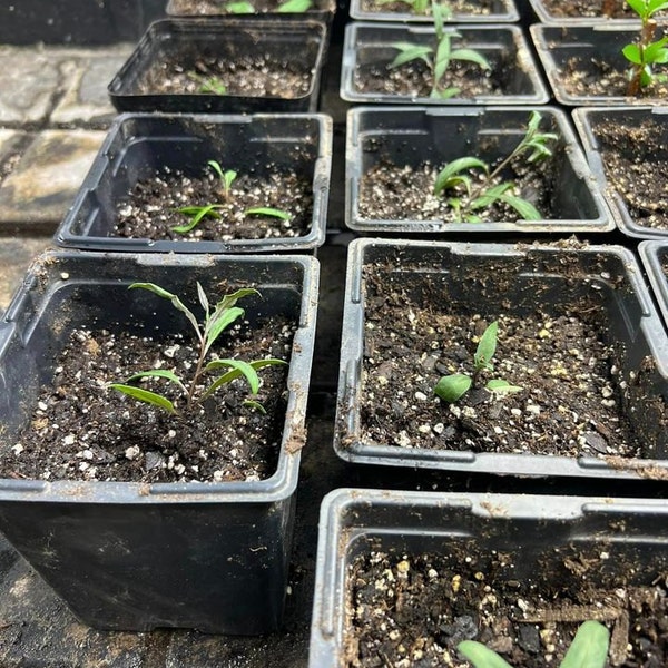 Maqui Seeds - 15 Organic Wild Harvested Maqui / Chilean Wineberry ...