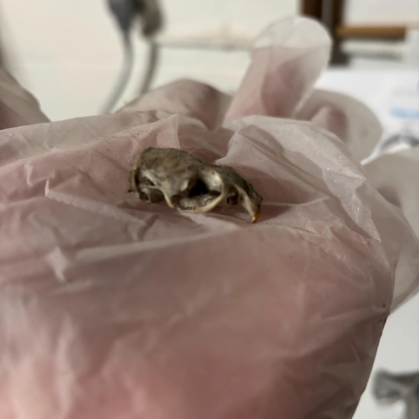 Raccoon Calcaneus Bone | Real Animal Bones | Curiosity Cabinet | Bone ...