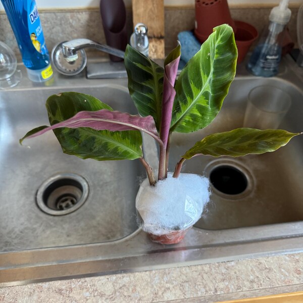 Monstera Adasoni Plant - Etsy