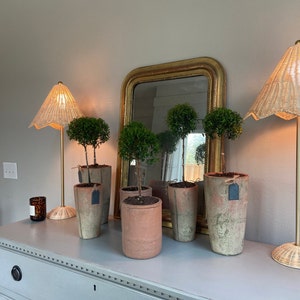 Scented Geranium Topiary Braid or Twist in a 6 Pot | Etsy