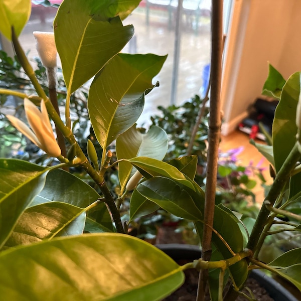 Fragrant White Champaca Tree: Michelia Alba Magnolia Live Plant (25-30 ...