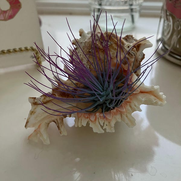 SALE Lambis Lambis Spider Conch - Broken Spines - Seashells - Spiny ...