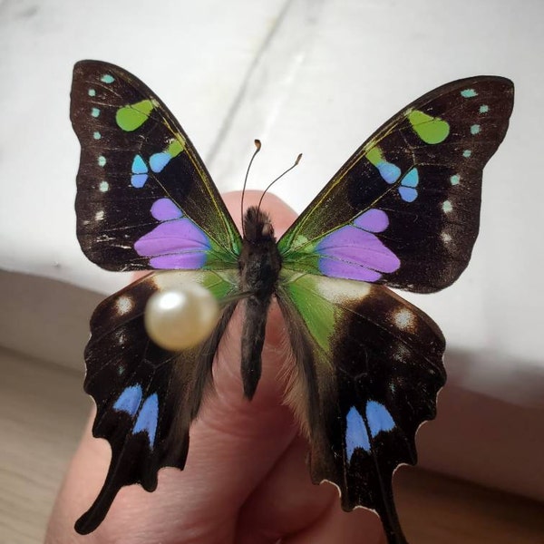 Purple Spotted Swallowtail Butterfly, Graphium Weiskei, UNMOUNTED ...