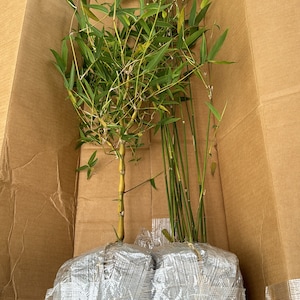 Bambusa lady Finger Clumping, Non-invasive Bamboo Plant Large 1 Gallon ...