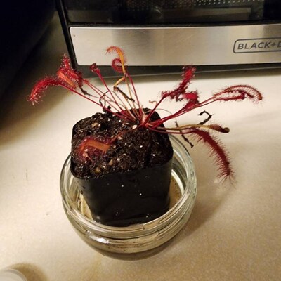 Pinguicula moranensis Var. Alba molongo X Emarginata zacapoaxtla X ...